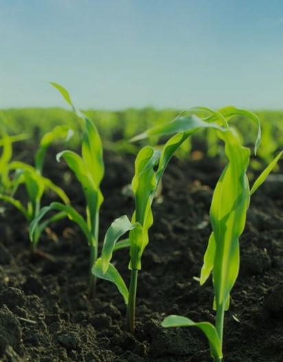 Creating a More Efficient Liquid Starter Program for Corn